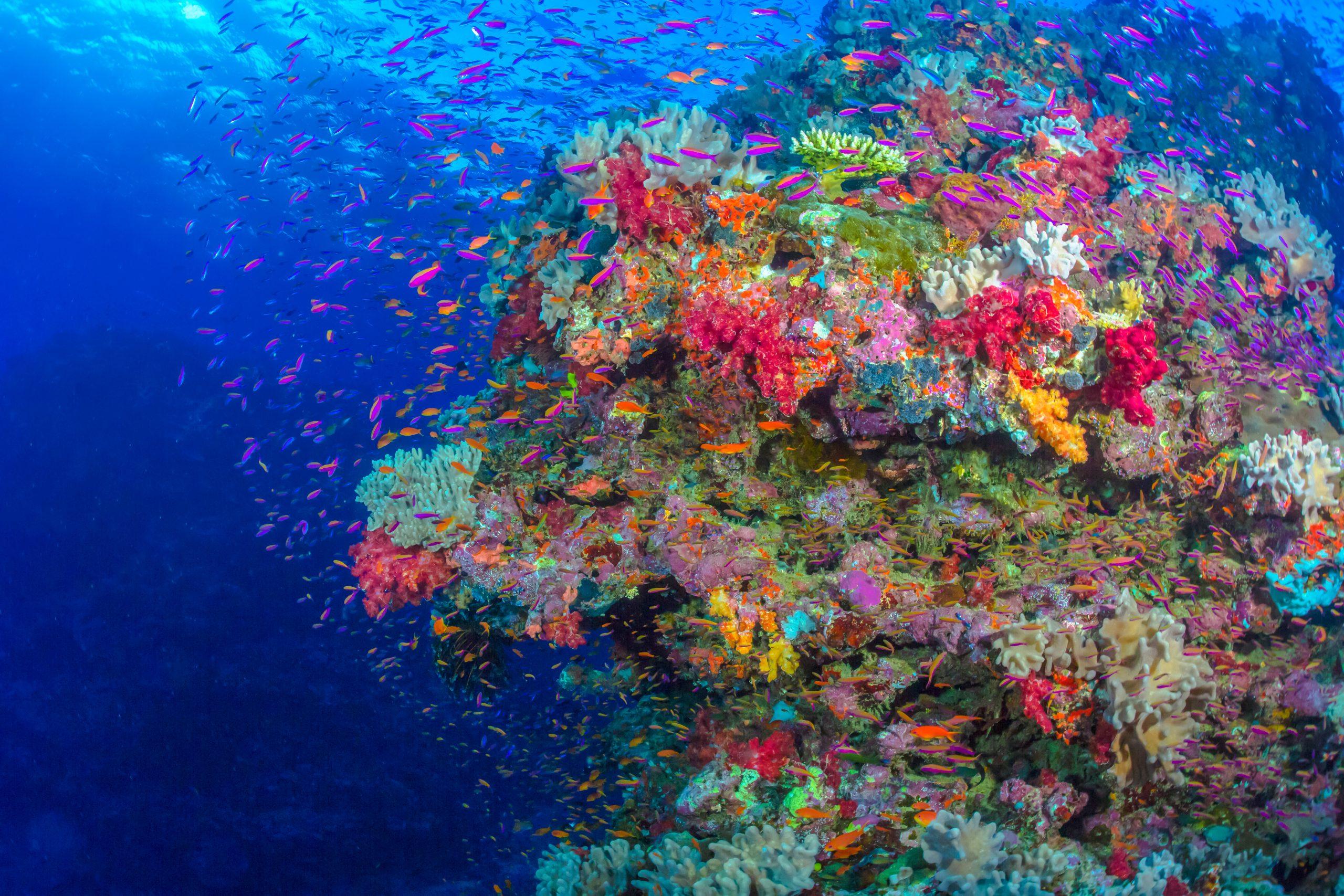 Die 10 besten Tauchplätze in Fidschi: Ein Leitfaden zum Tauchen in ...