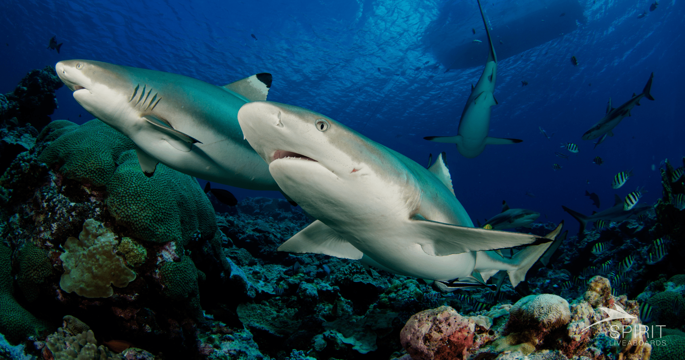 6 Health Benefits of Scuba Diving - Spirit Liveaboards
