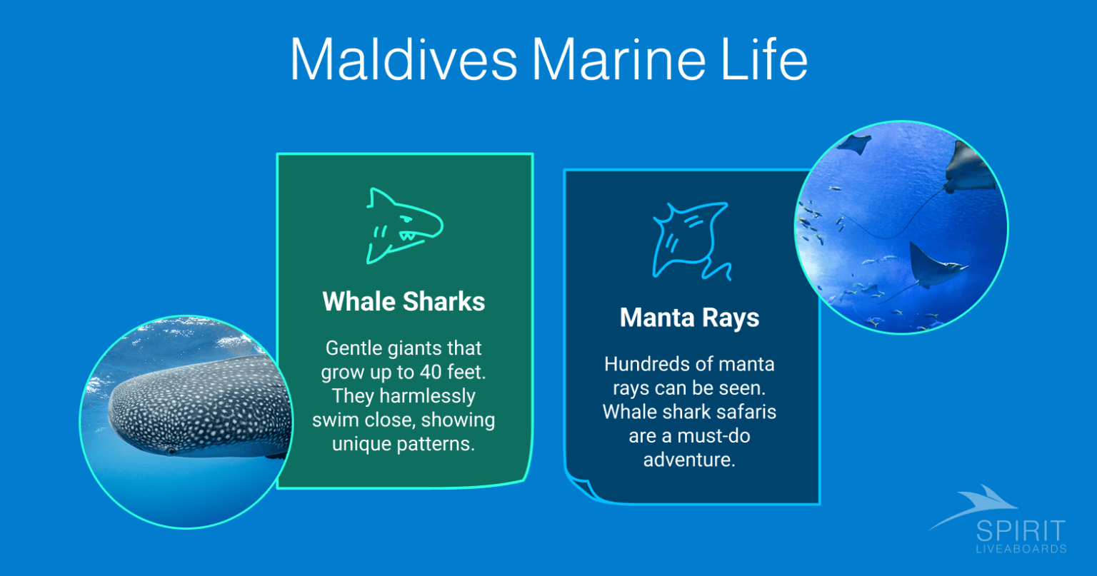 Swimming with Whale Sharks in the Maldives: Complete Guide - Spirit ...