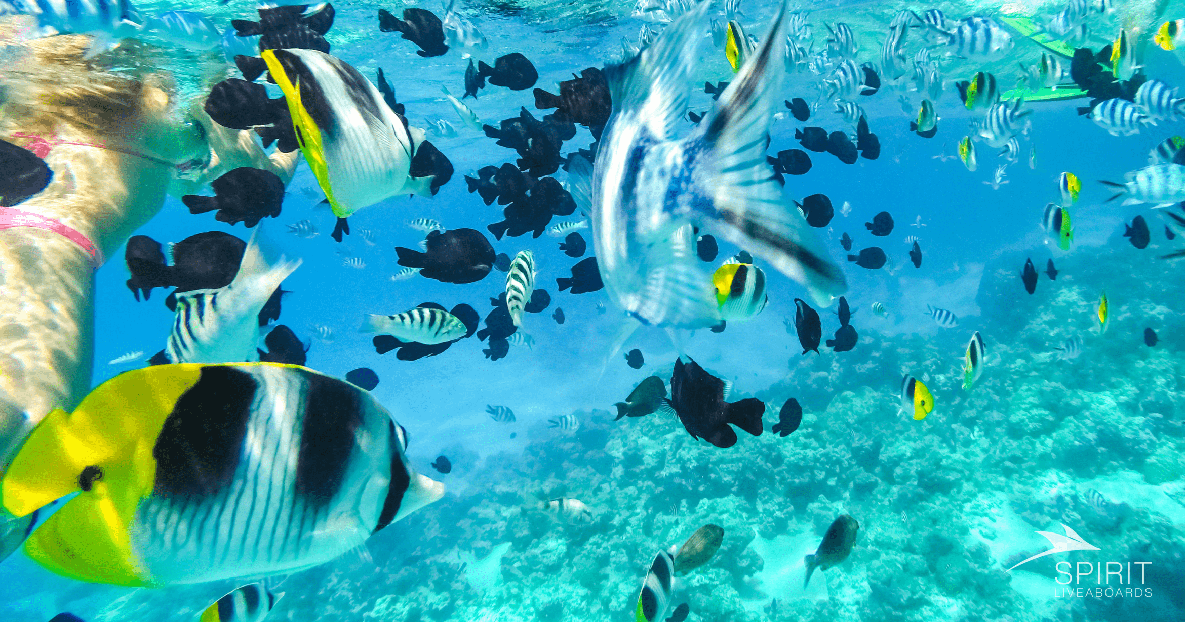 How to Dive? Beginner Guide for Learning Scuba Diving - Spirit Liveaboards