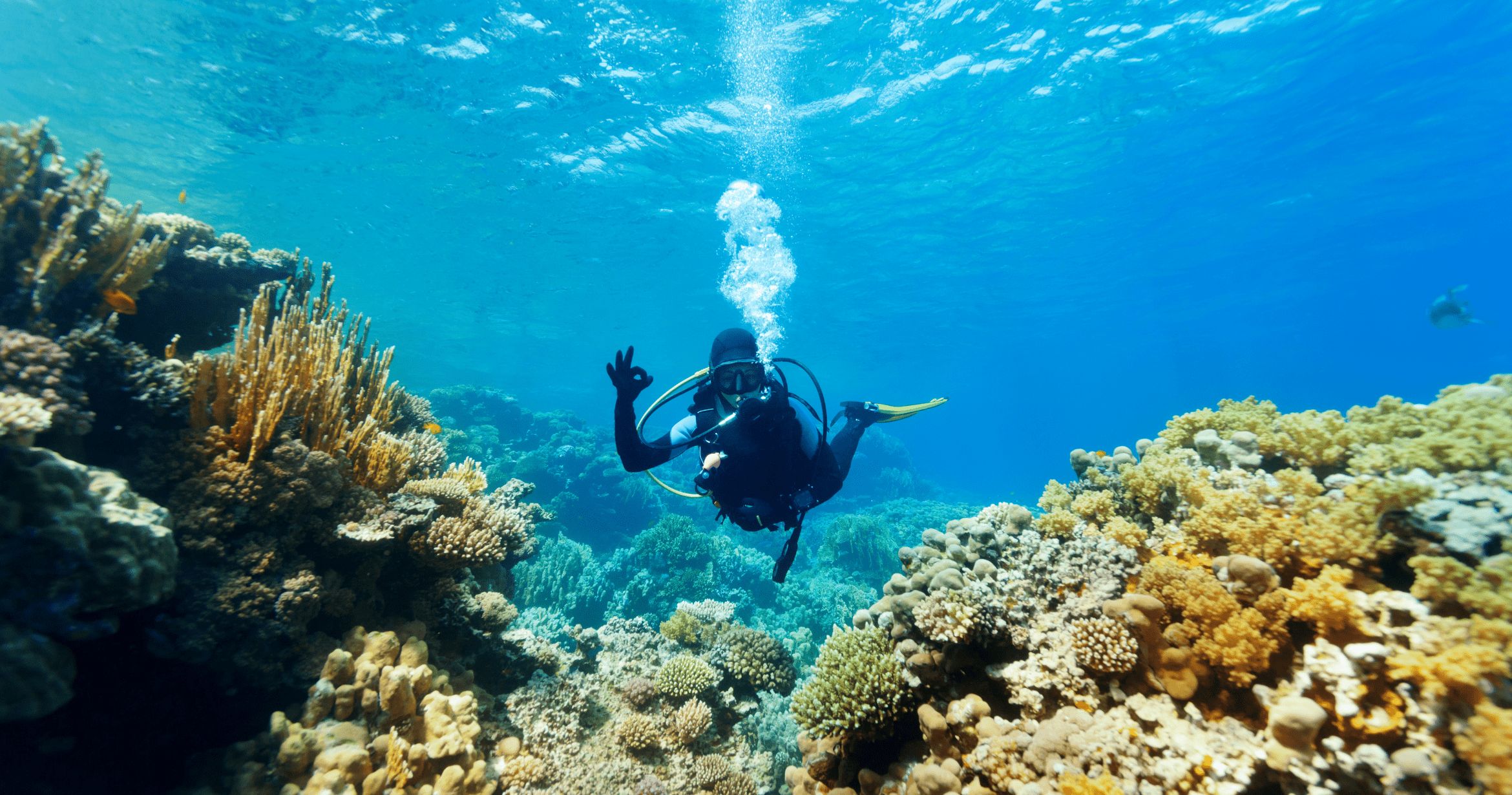 Scuba Gear Packages: How to Choose the Best Equipment for Your Dive ...
