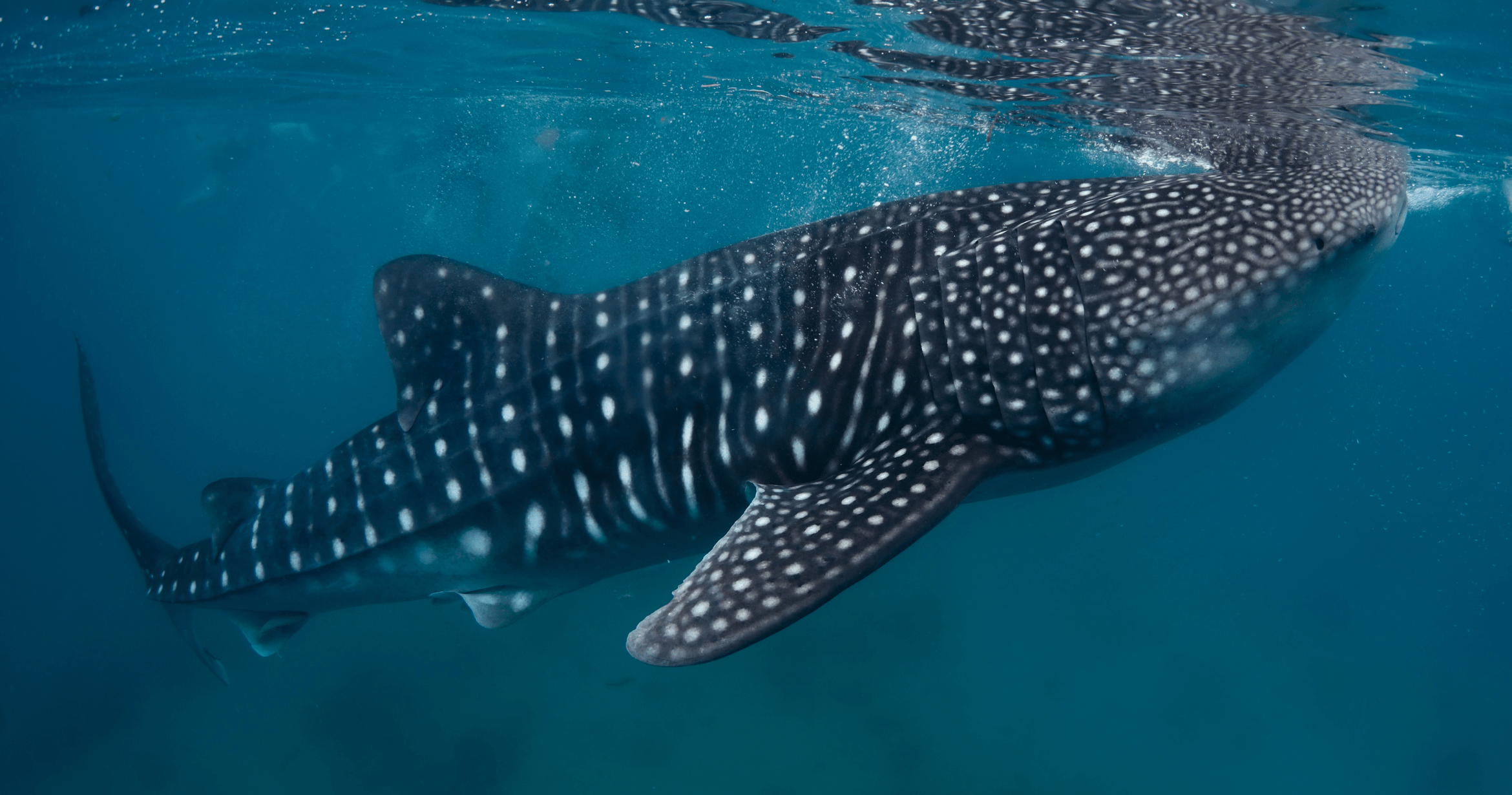 How to Support Whale Shark Conservation Through Ethical Diving - Spirit ...